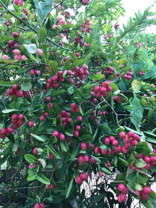 Carissa carandas / Anak pokok asam renda / Live plant / Pokok hidup ...