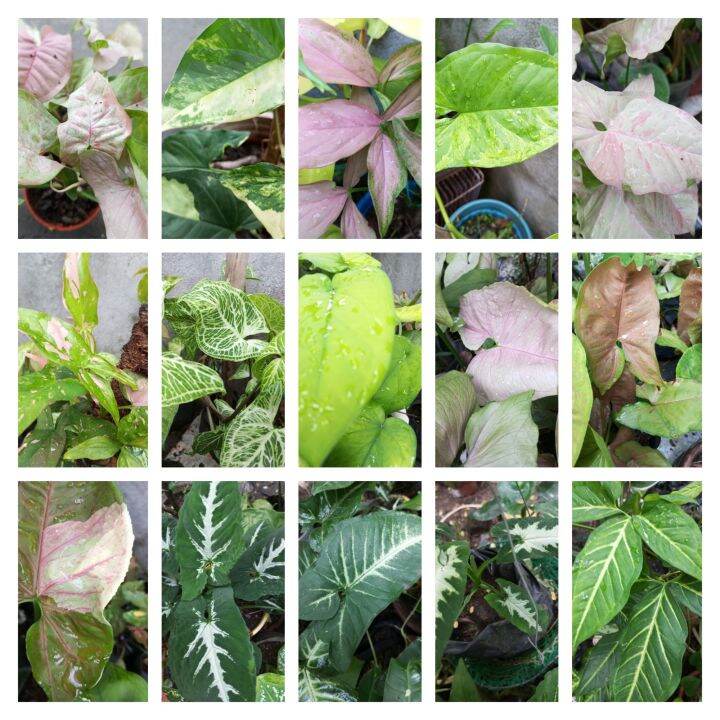 syngonium different varieties | Lazada PH
