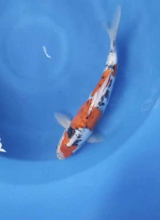 Genuine Japan Koi Kin Kikokuryu 38cm from Yamasan Koi Farm | Lazada