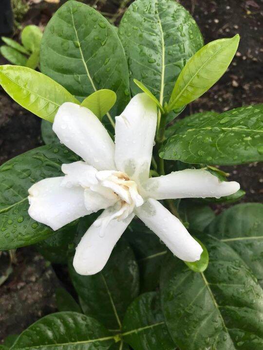 Pokok bunga wangi gardenia gajah, Tahitian gardenia bunga besar | Lazada