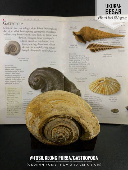 Fosil Keong Purba Temuan B59 atau Fosil Gastropoda Natural atau Fosil ...