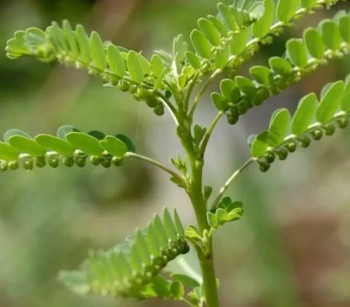 Sampalok -sampalukan | Lazada PH