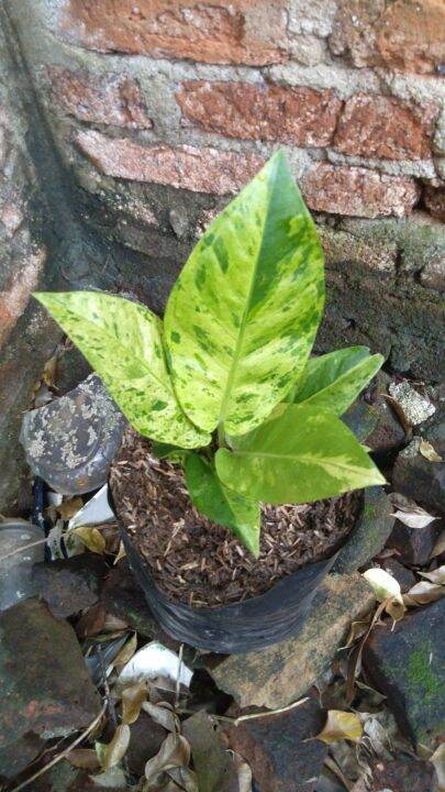 bunga jemani varigata | Lazada Indonesia