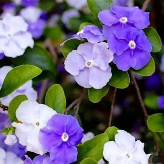 Tanaman Liventoni atau melati kosta | Lazada Indonesia