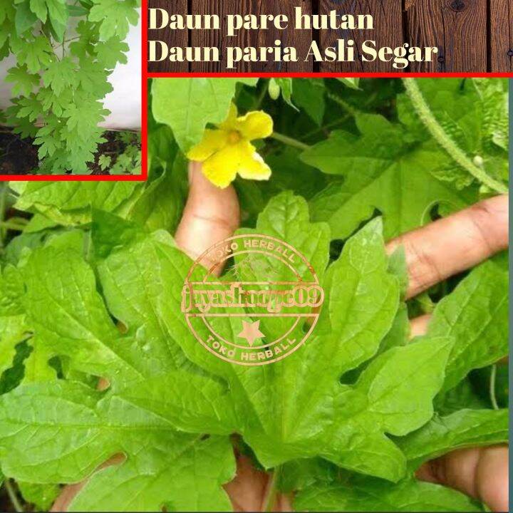 daun paria hutan / daun pare hutan segar obat diabetes / daun paria ...