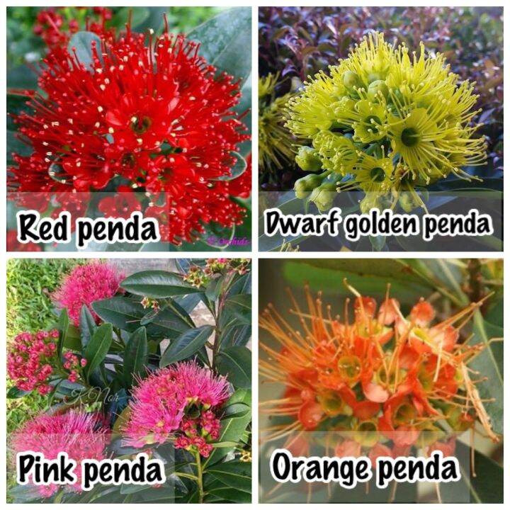 Pokok penda merah, kuning (golden penda), pink dan oren | Lazada