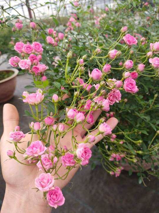 combo 3 chậu hoa hồng mini ping pong | Lazada.vn