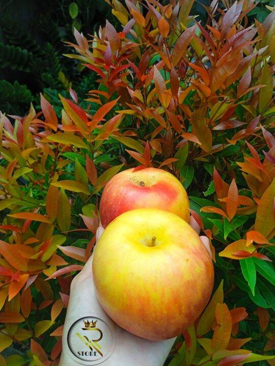 BUAH APEL FUJI SEGAR 1 KG | Lazada Indonesia