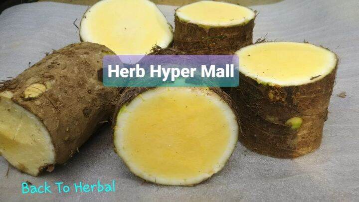 UMBI TALAS BENENG ASLI SUPER JUMBO 1kg | Lazada Indonesia