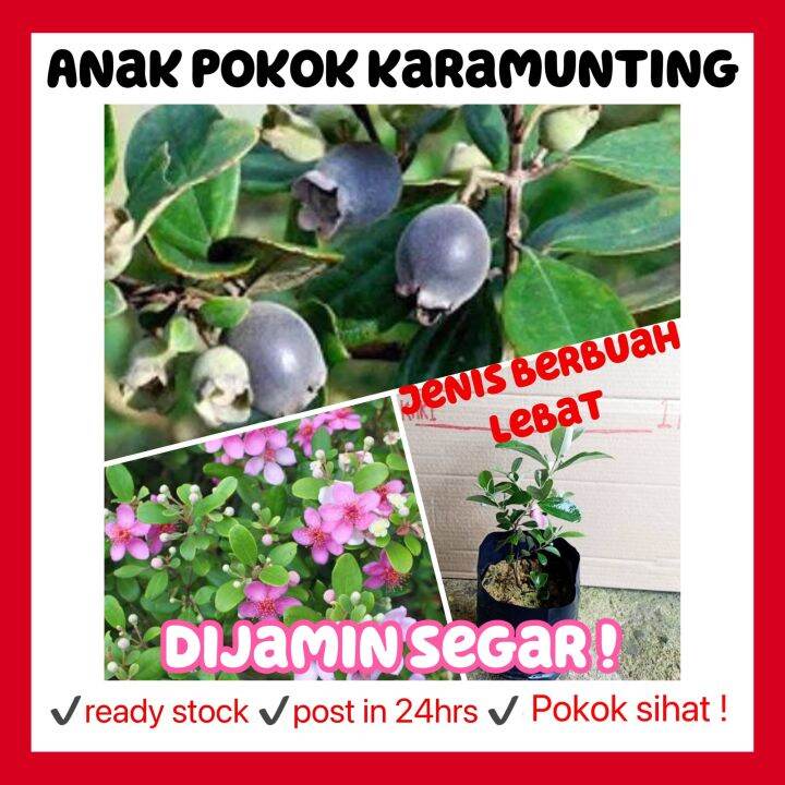 rina • anak pokok karamunting • kemunting keremunting rhodomyrtus ...