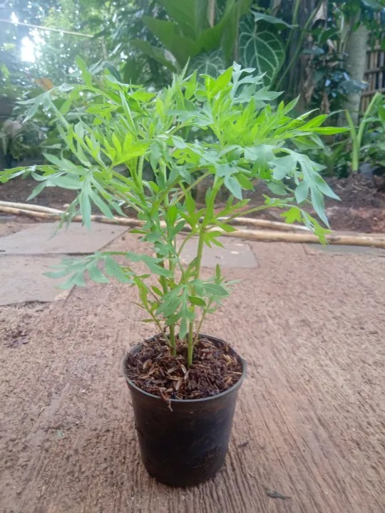 pohon kenikir | Lazada Indonesia