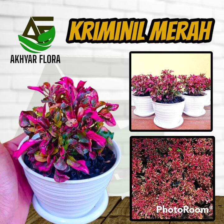 Tanaman Hias Kriminil Merah Tanaman Hias Krokot Merah Untuk List Taman ...