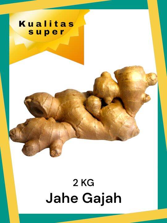 jahe gajah kualitas terbaik jahe super 1kg bumbu dapur obat tradisional ...