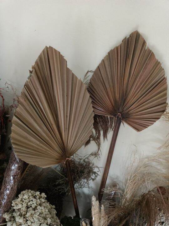 daun palem sadeng kering 15cm gold silver natural backdrop rustic ...