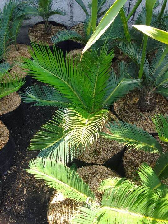 oliva palm or sago palm .king sago japanese sago 1-2ft real plant live ...