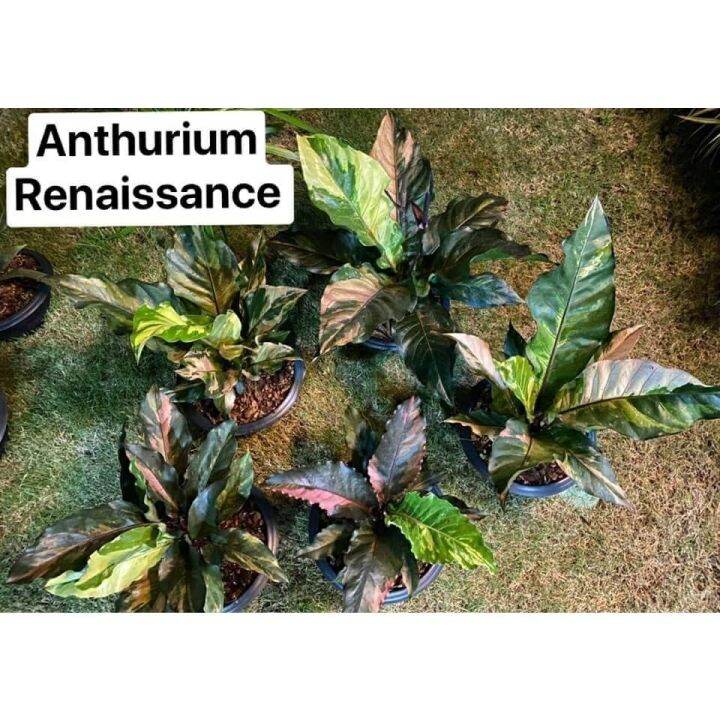 Anak Pokok Anthurium hookerii hookeri Renaissance variegated | Lazada