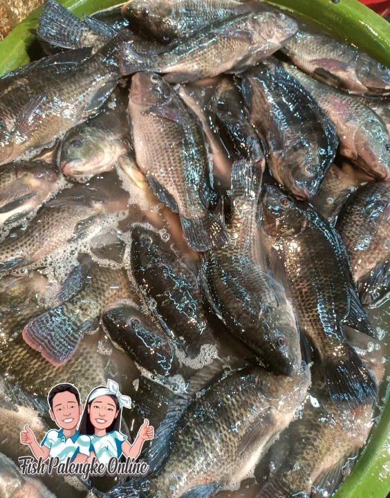 Tilapyang Batangas, Tilapya 1kg 3-4 pcs. | Lazada PH