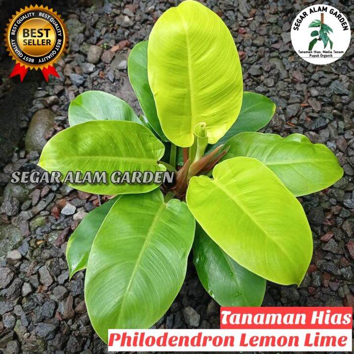 Tanaman Hias Philodendron Lemon - philo Lemon | Lazada Indonesia