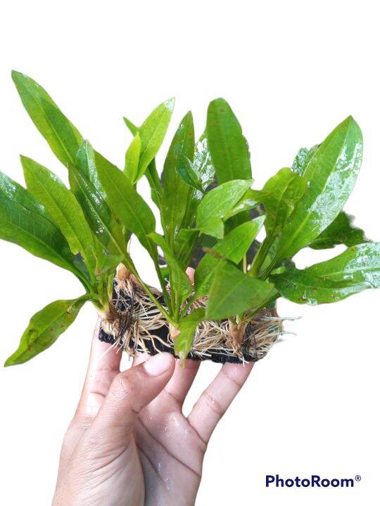 tanaman aquascape amazon sword media lempeng aquascape | Lazada Indonesia