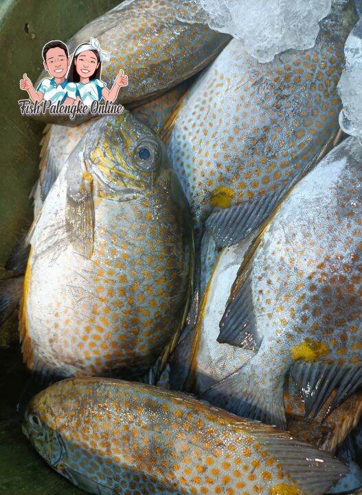 Samaral Fish, Samaral 1kg | Lazada PH