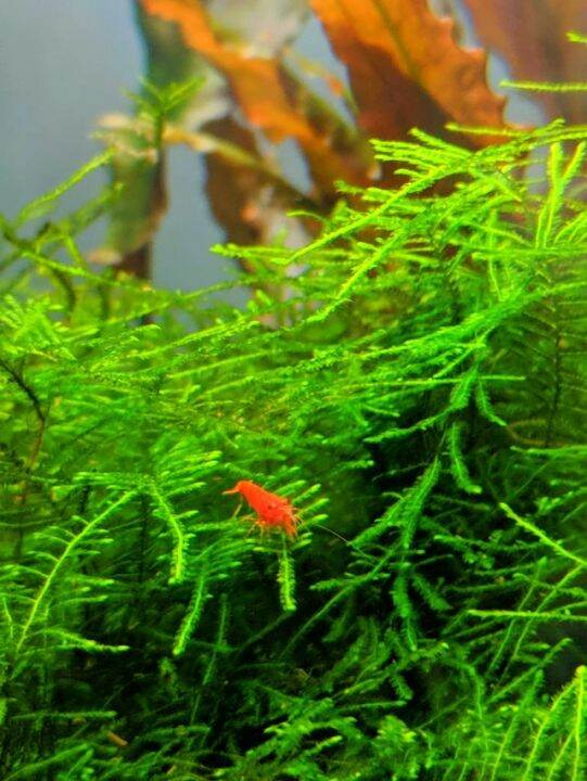 java moss / Aquarium moss / aquatic plants / | Lazada