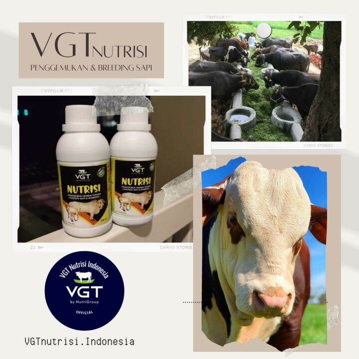 VGT Nutrisi SAPI KERBAU Vitamin Ternak Organik PO Pegon Bali Cross ...