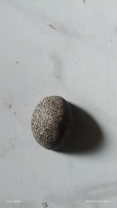 batu anti bisa asli | Lazada Indonesia