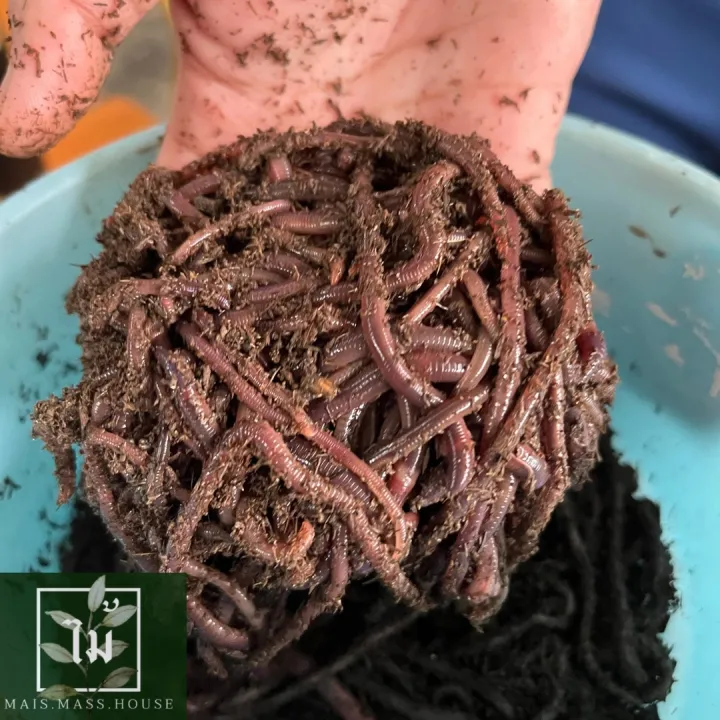 Worm 🪱 African Night Crawler(AF) 350g. | Lazada.co.th