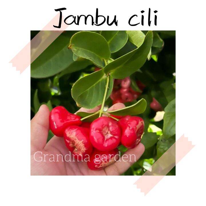 (GG real plant) jambu cili ^ cepat berbuah hybrid top premium quality ...