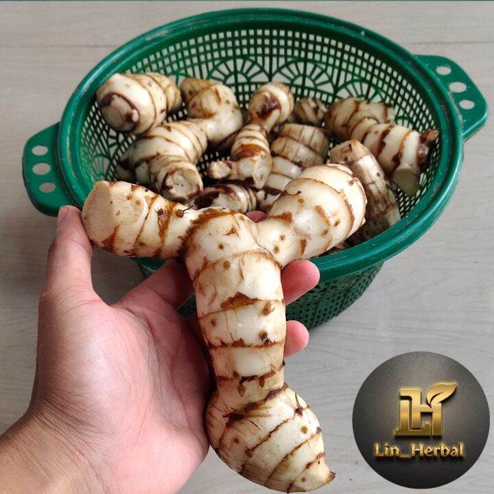 BARU Umbi Ganyong Merah Segar 1 Kg | Lazada Indonesia