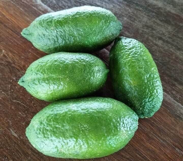 Pokok microcitrus papuana, citrus wintersii | Lazada