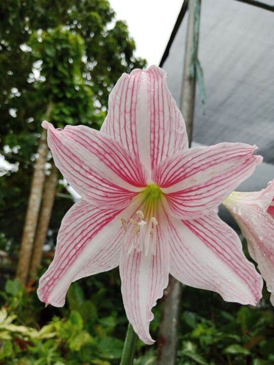 Lirio Live plant with FREE fertilizer and pot | Lazada PH