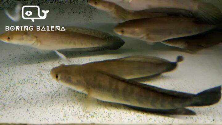 BRBN Channa Red Marulioides - Channa - Snakehead - Ikan Channa ...