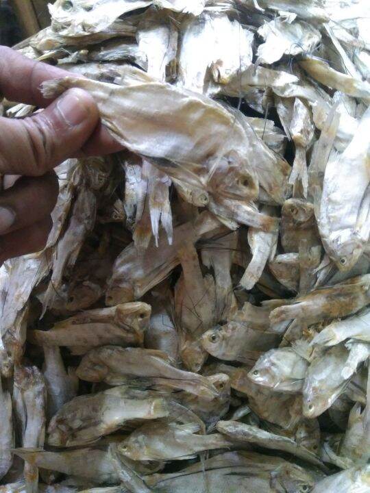 ikan si janggut 250 gram | Lazada Indonesia