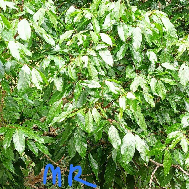 daun jengkol segar 400 gram | Lazada Indonesia