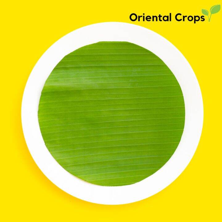 dahon ng saging banana fresh leaf round cut 7 inches cut | Lazada PH