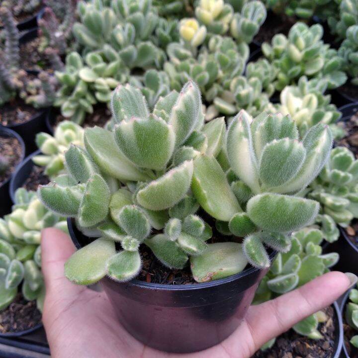Sekulen Cotyledon/Cotyledon Pendens/kotiledon sukulen rimbum | Lazada ...