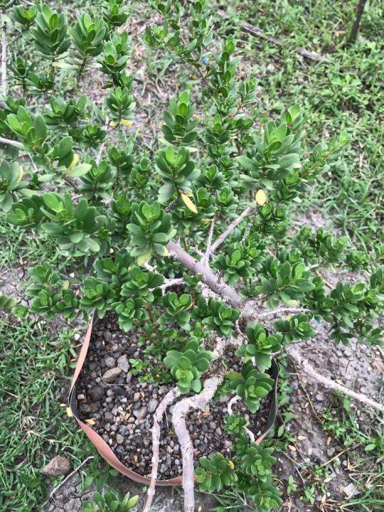 (2 pohon) Santigi nusabarong | Lazada Indonesia