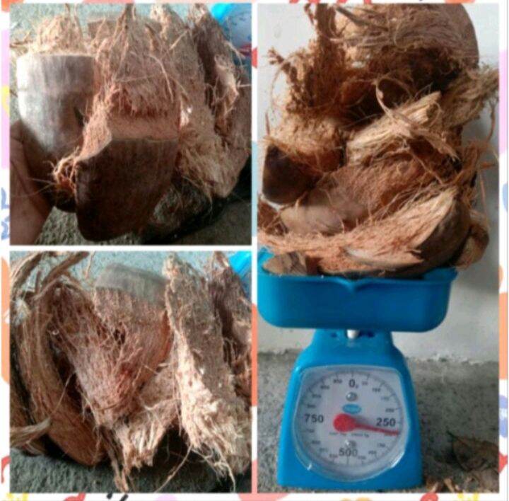 Coconut Husk/Bunot for Orchids(250grams) | Lazada PH