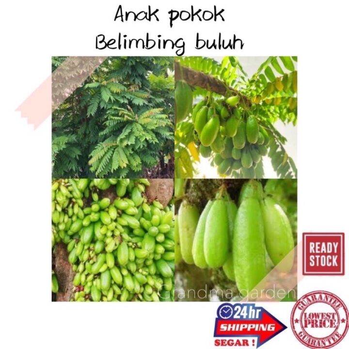 (GG real plant) anak pokok belimbing buluh ^ Croat berbuah top premium ...