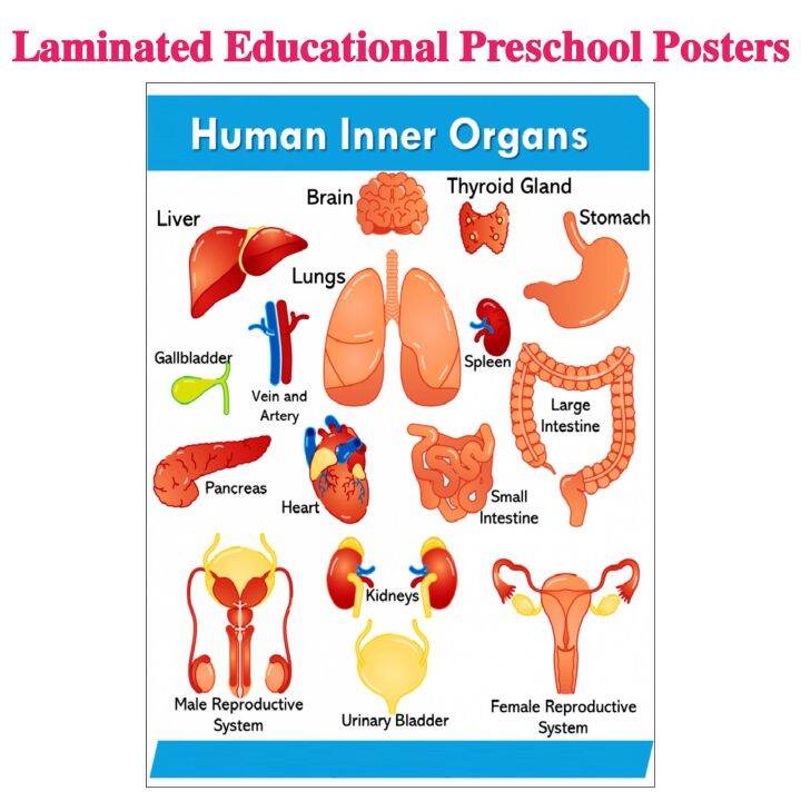 HUMAN INNER ORGANS A4 Size Laminated Educational Preschool Poster, Kids ...