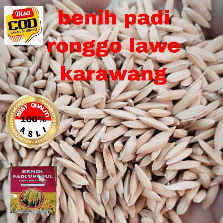 BENIH PADI RONGGO LAWE KARAWANG UNGGUL KUALITAS 1KG | Lazada Indonesia