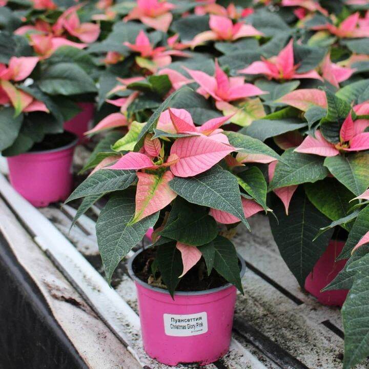 TANAMAN HIDUP | KASTUBA , KATSUBA , KATUSBA ( 1POT ) | Lazada Indonesia