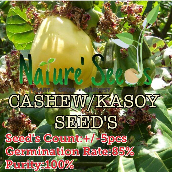 Buy 1 Get 1 Free CASHEW/KASOY SEED'S 5 seeds Per Pack FOR PLANTING ...