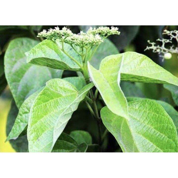 Alagaw/ Premna Odorata: Philippine Medicinal Herbs