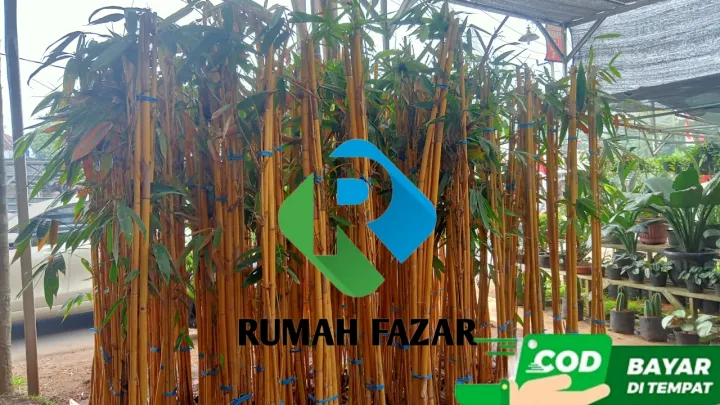 Bambu Kuning, Bambu pagar, Bambu kuning penangkal setan | Lazada Indonesia