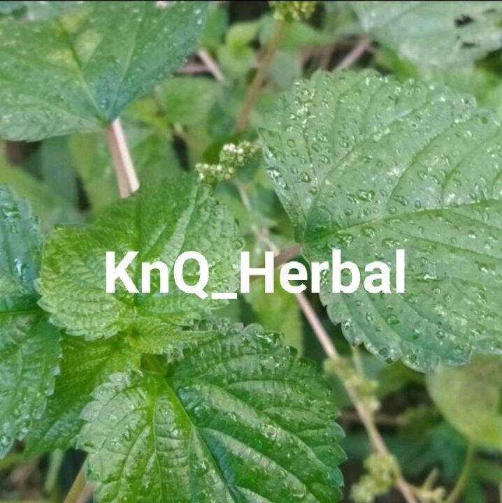 Daun Jelatang Daun Gatal Pulus Asli Segar 500gram | Lazada Indonesia