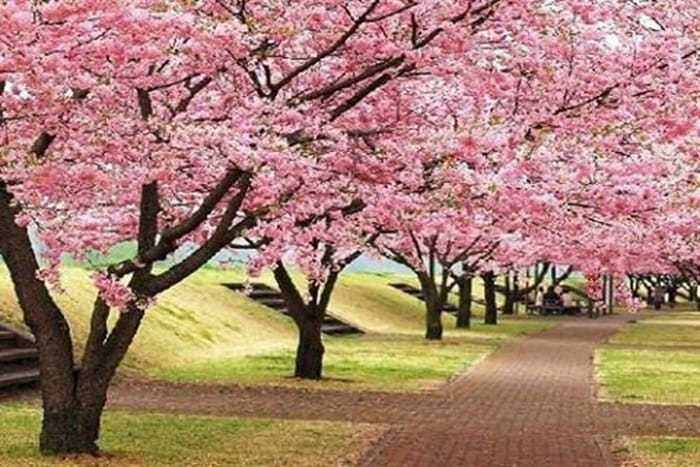 Hiasan Dinding, PEMANDANGAN BUNGA SAKURA, Ukuran JUMBO, 100×70cm/HBS08 ...