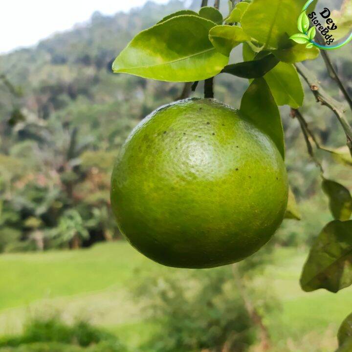 Termurah Buah Jeruk Garut 1 Kg | Lazada Indonesia