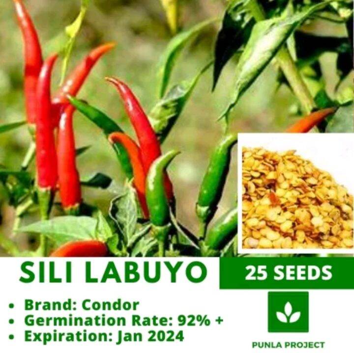 SILI LABUYO 25 seeds Taiwan Express vegetables repacked seeds gardening ...
